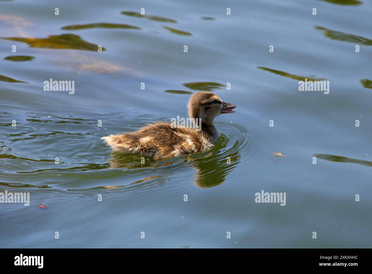 Ducklings row hi-res stock photography and images - Alamy