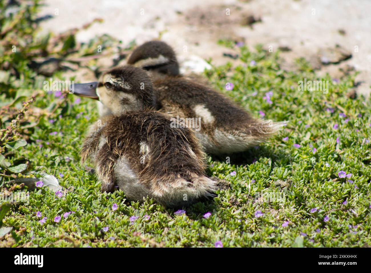 Ducklings near a pond hi-res stock photography and images - Alamy