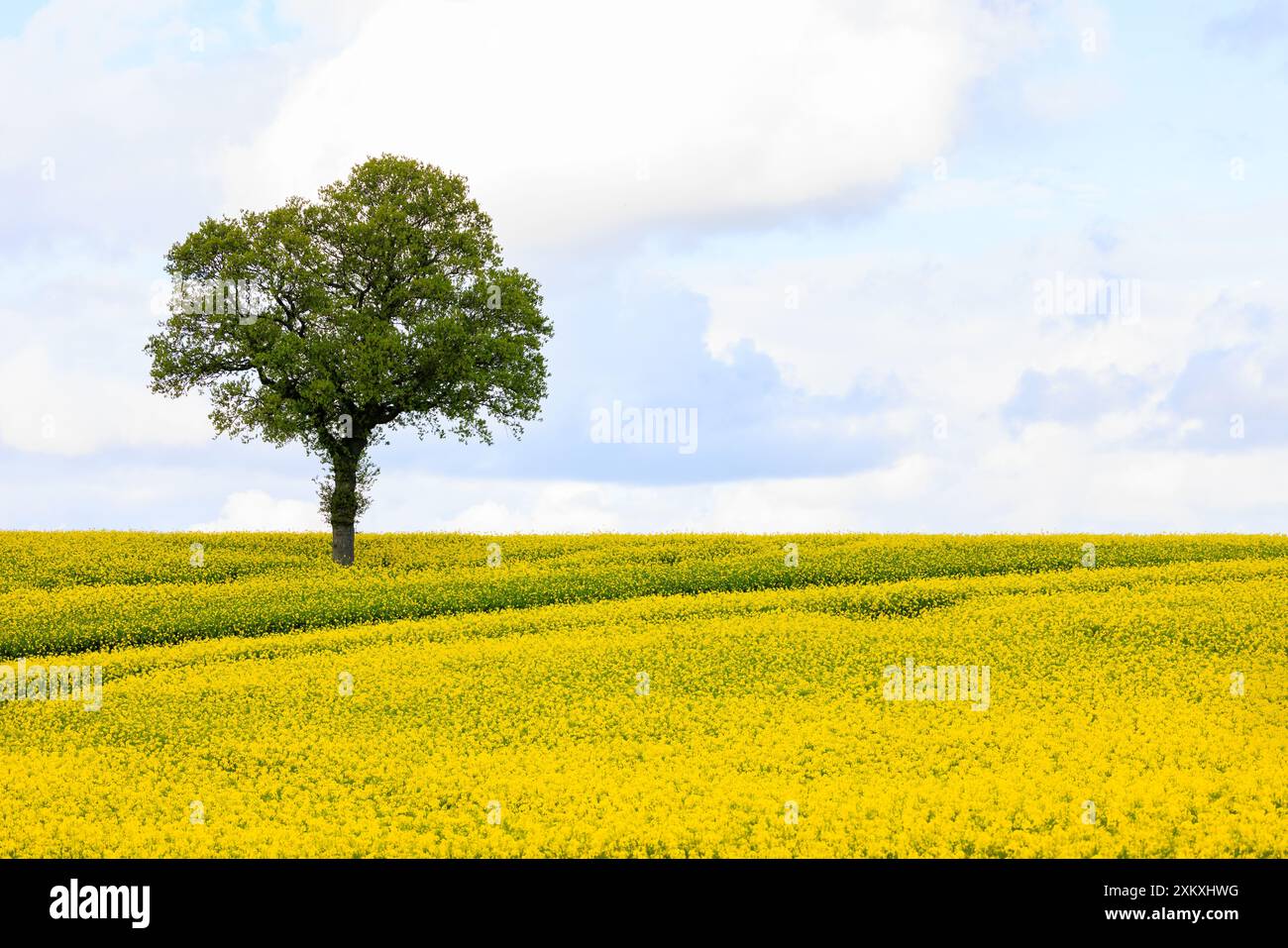 In full leaf hi-res stock photography and images - Alamy