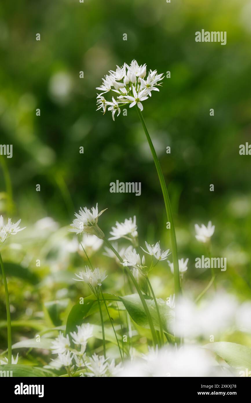 Wild Garlic [ Allium ursinum ] single flower above a drift of others ...