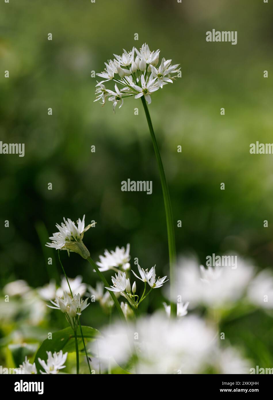 Wild Garlic [ Allium ursinum ] single flower above a drift of others ...