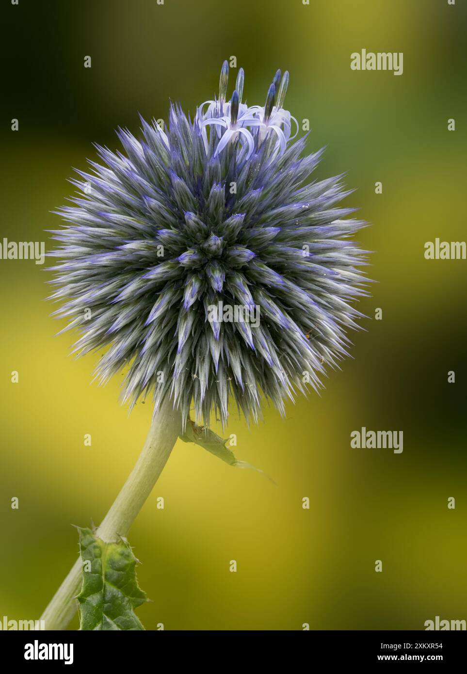 Globe thistle flower echinops hi-res stock photography and images - Alamy