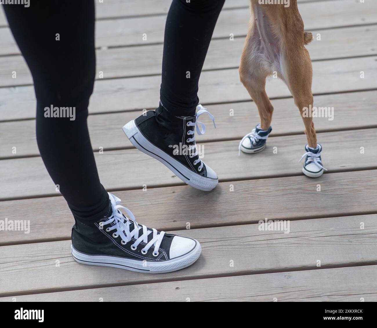 Faceless woman and cute little dog walking in matching sneakers Stock ...