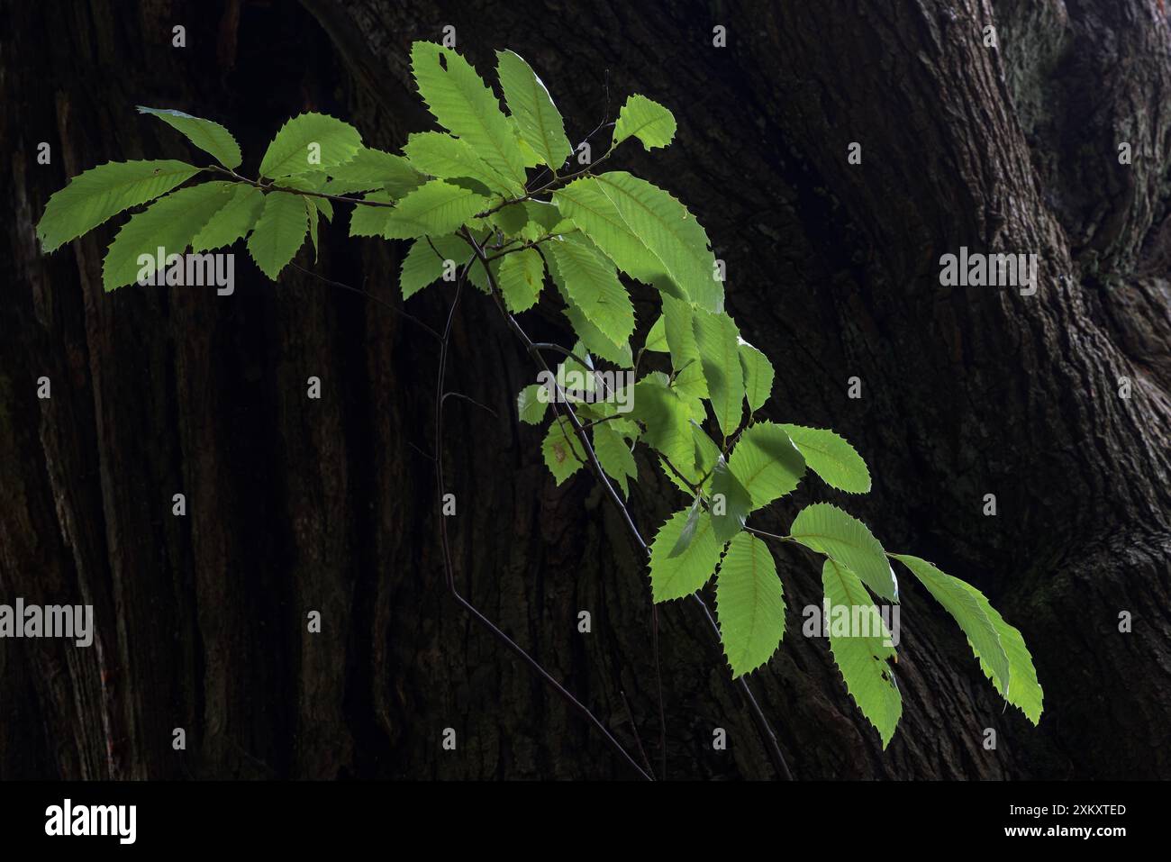 Leaf tree trunk woodland hi-res stock photography and images - Alamy