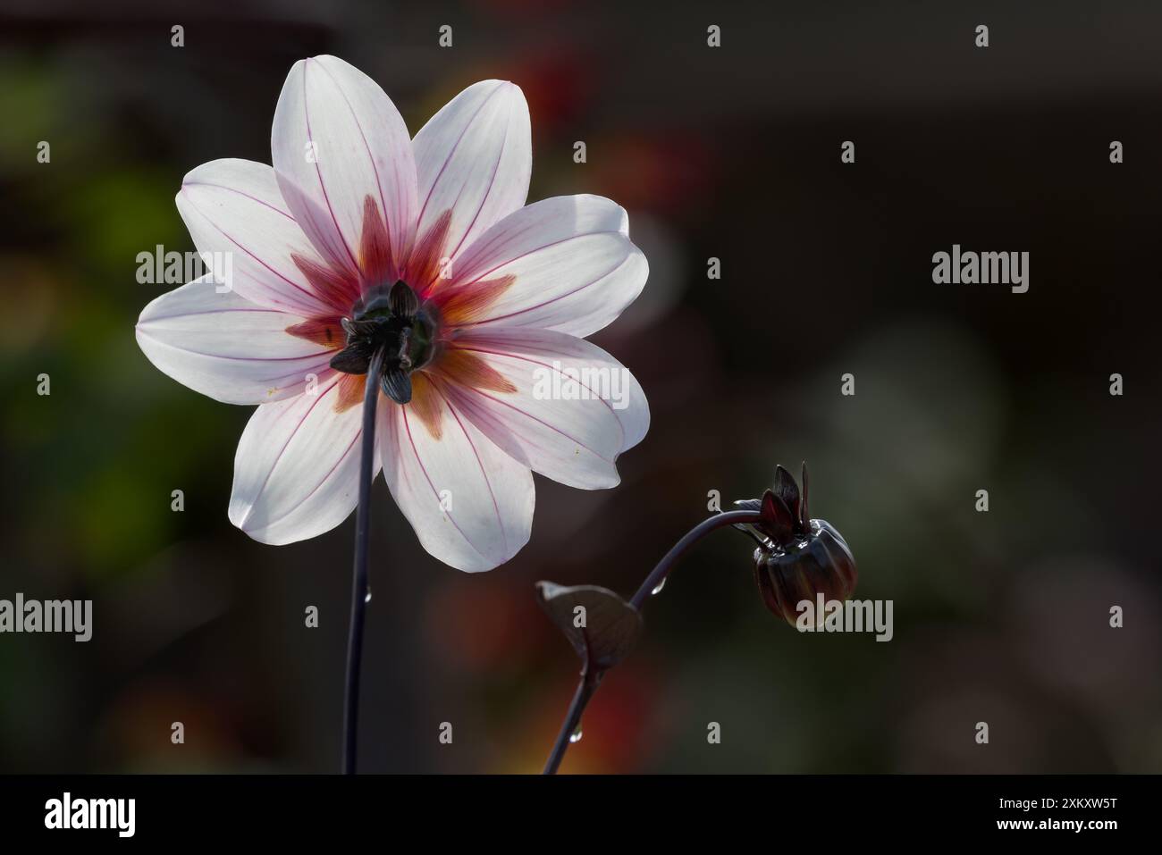 single Dahlia flower backlit Stock Photo - Alamy