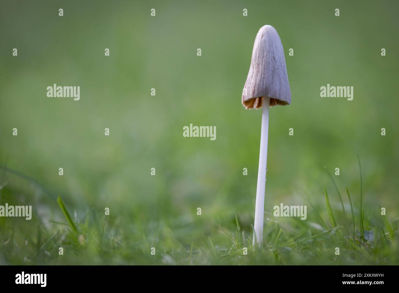 Milky conecap mushroom [ Conocybe apala ] in lawn Stock Photo - Alamy
