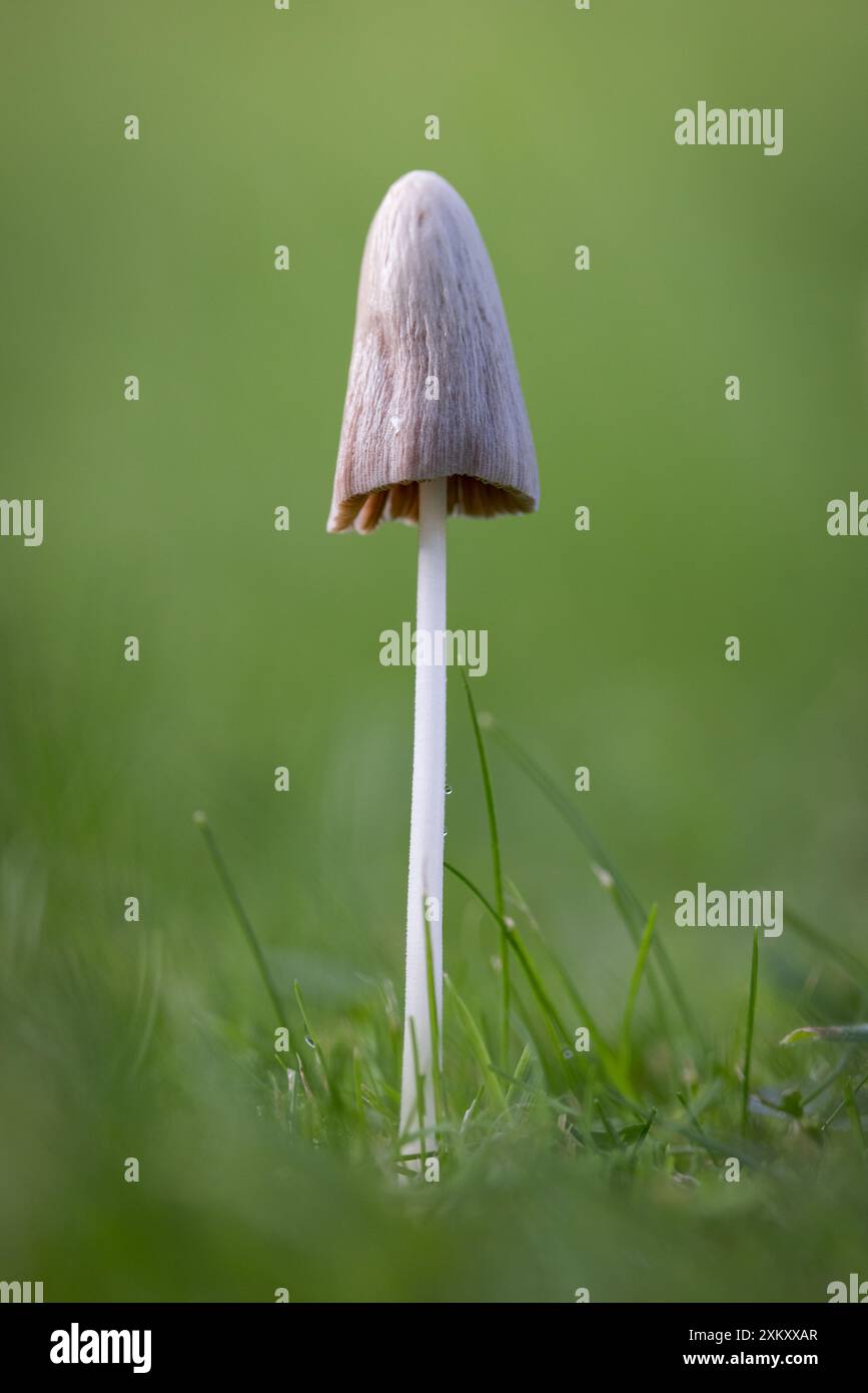 Milky conecap hi-res stock photography and images - Alamy