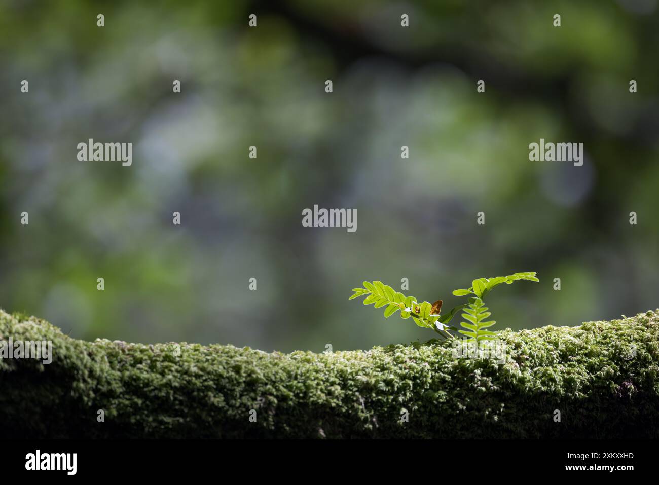 Small fern plant hi-res stock photography and images - Alamy