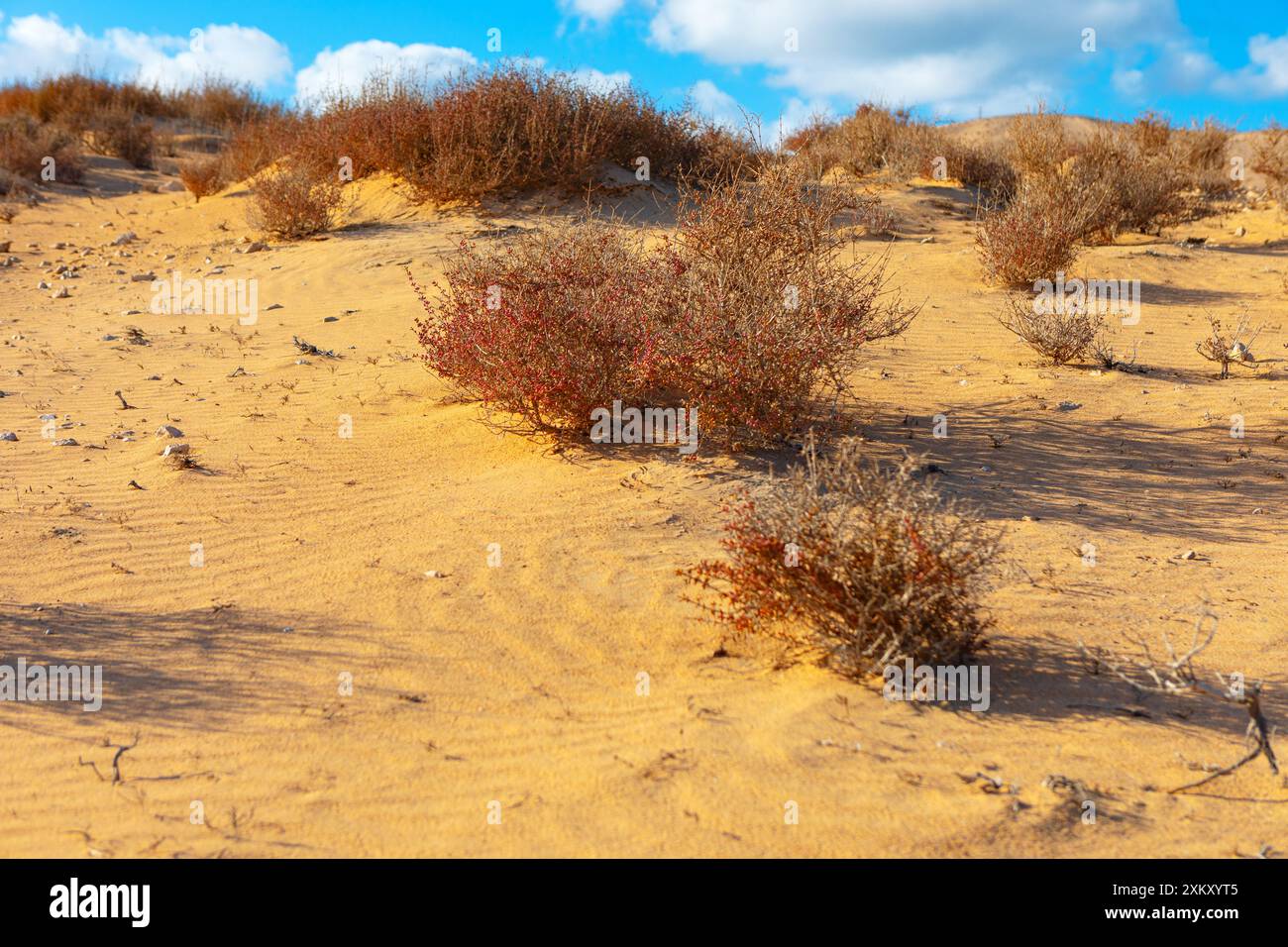 Desert landscape with a few bushes growing in the sand. Scenery arid ...
