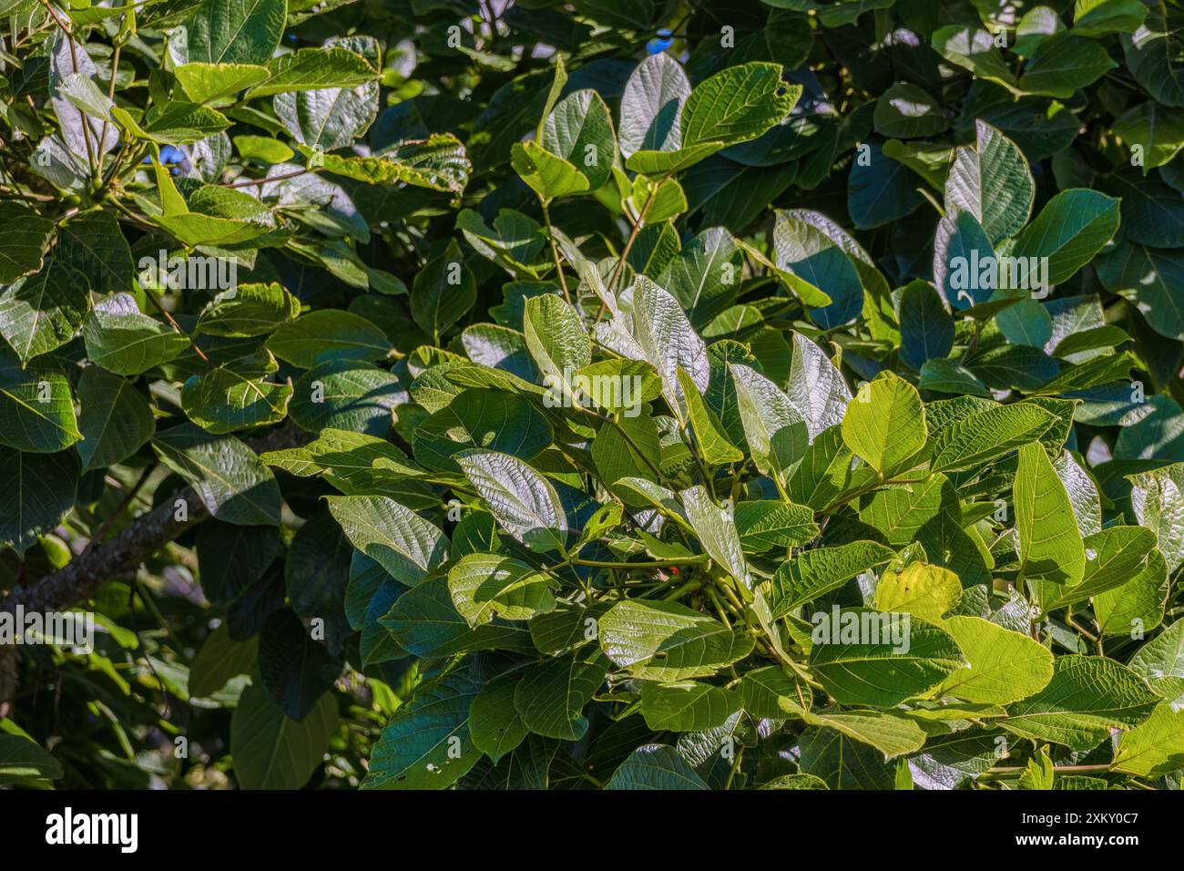 Close-up photography of the leaves of the basul tree, illuminated by ...