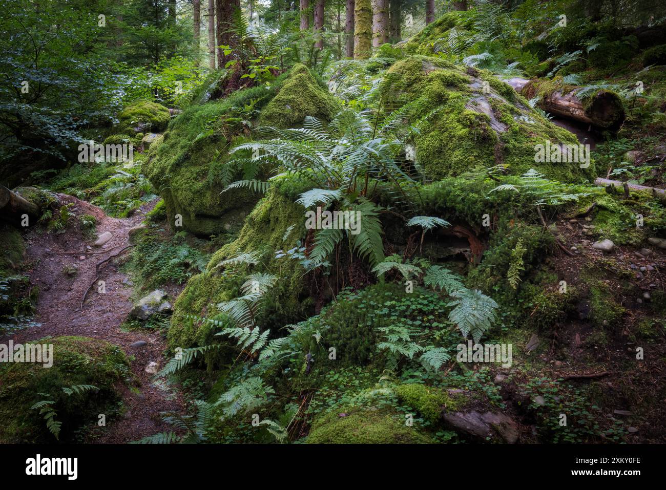 Ferns and moss covering boulders in woodland UK Stock Photo - Alamy