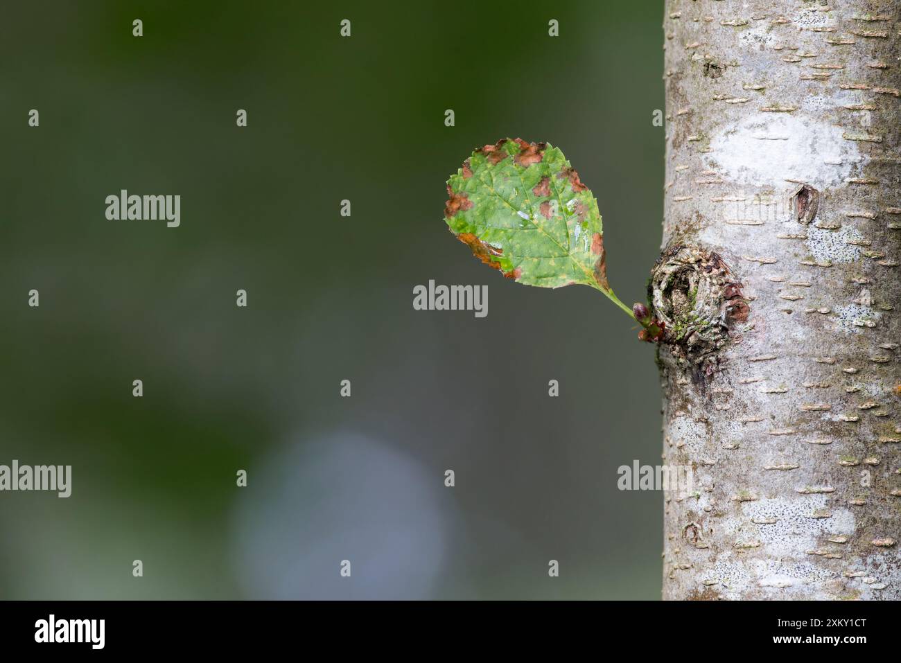 Alder tree with single leaf sticking out from trunk Stock Photo - Alamy