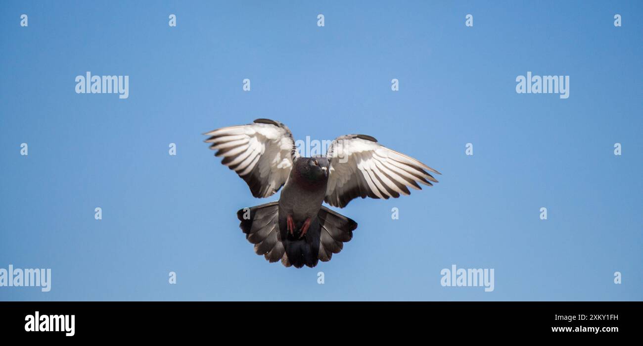 Twin pigeons in the air with wings wide open Stock Photo - Alamy