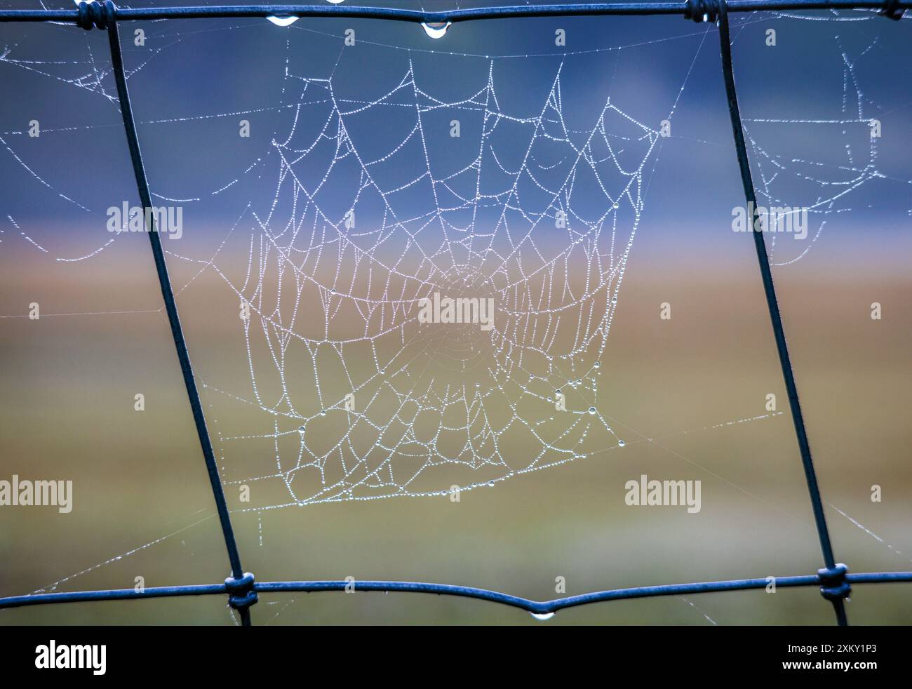 Close up spider's web, cobweb outlined by water drops after a winter ...