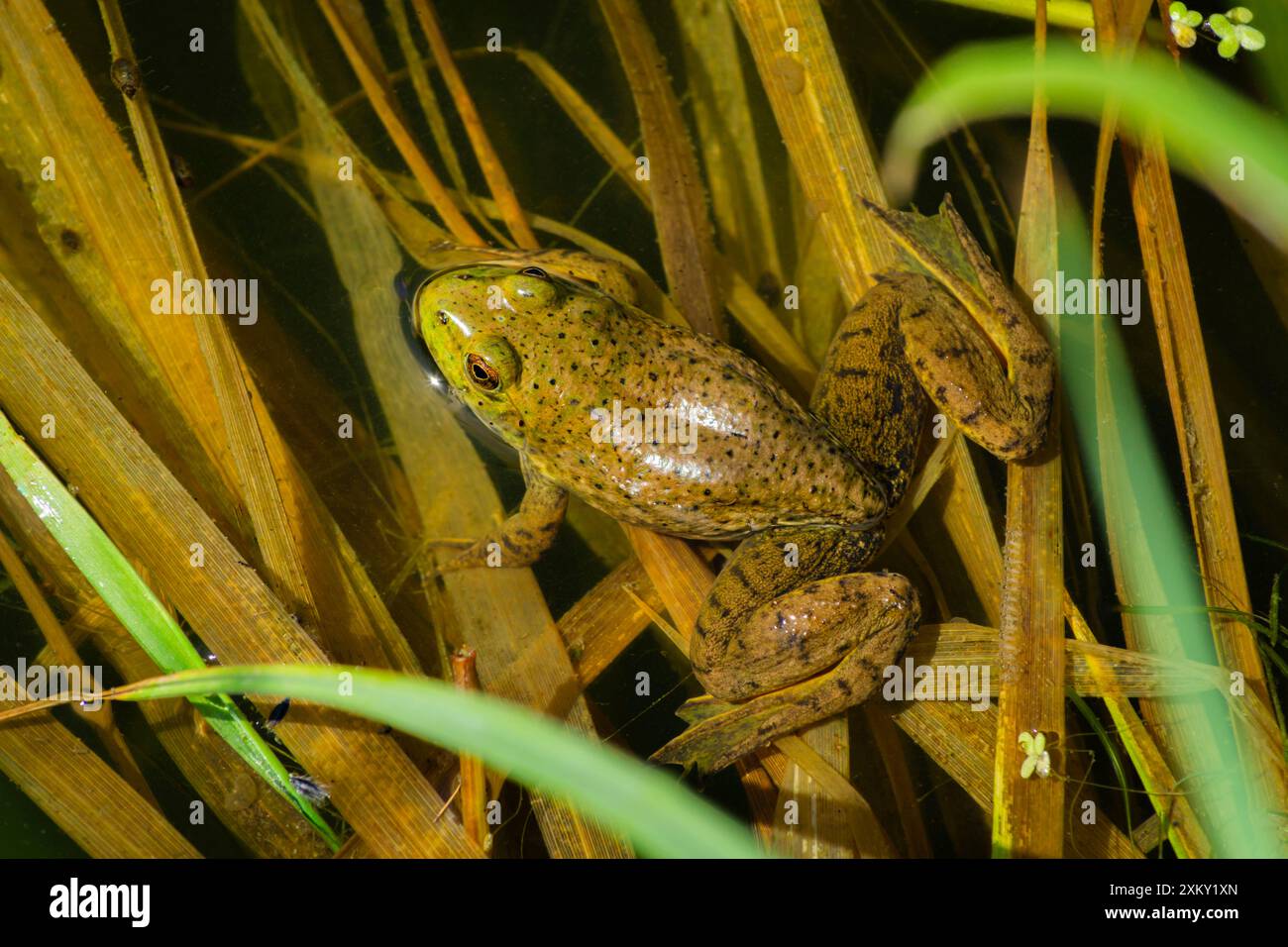 Lithobates catesbeianus young hi-res stock photography and images - Alamy