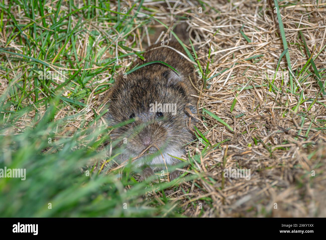 Meadow vole using runway hi-res stock photography and images - Alamy