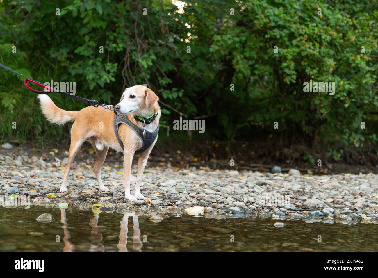 Cute dog looking back in a rocky river in Port Coquitlam, Canada Stock ...