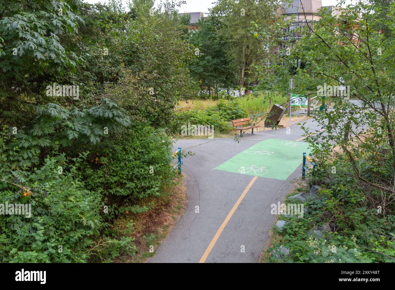 Bike lane next to a forest in Port Coquitlam, Canada Stock Photo - Alamy