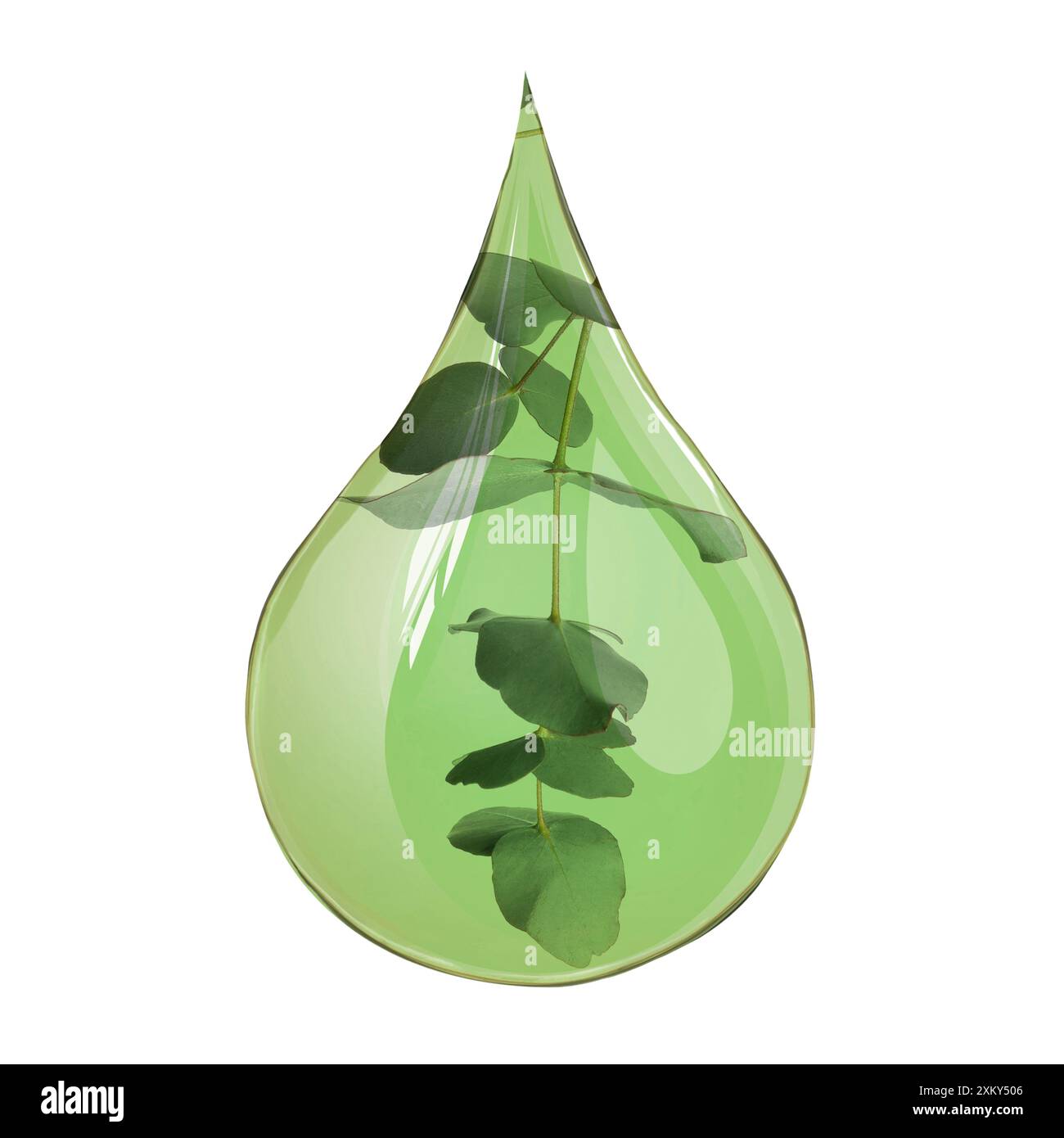 Eucalyptus oil drop with branch inside on white background Stock Photo ...