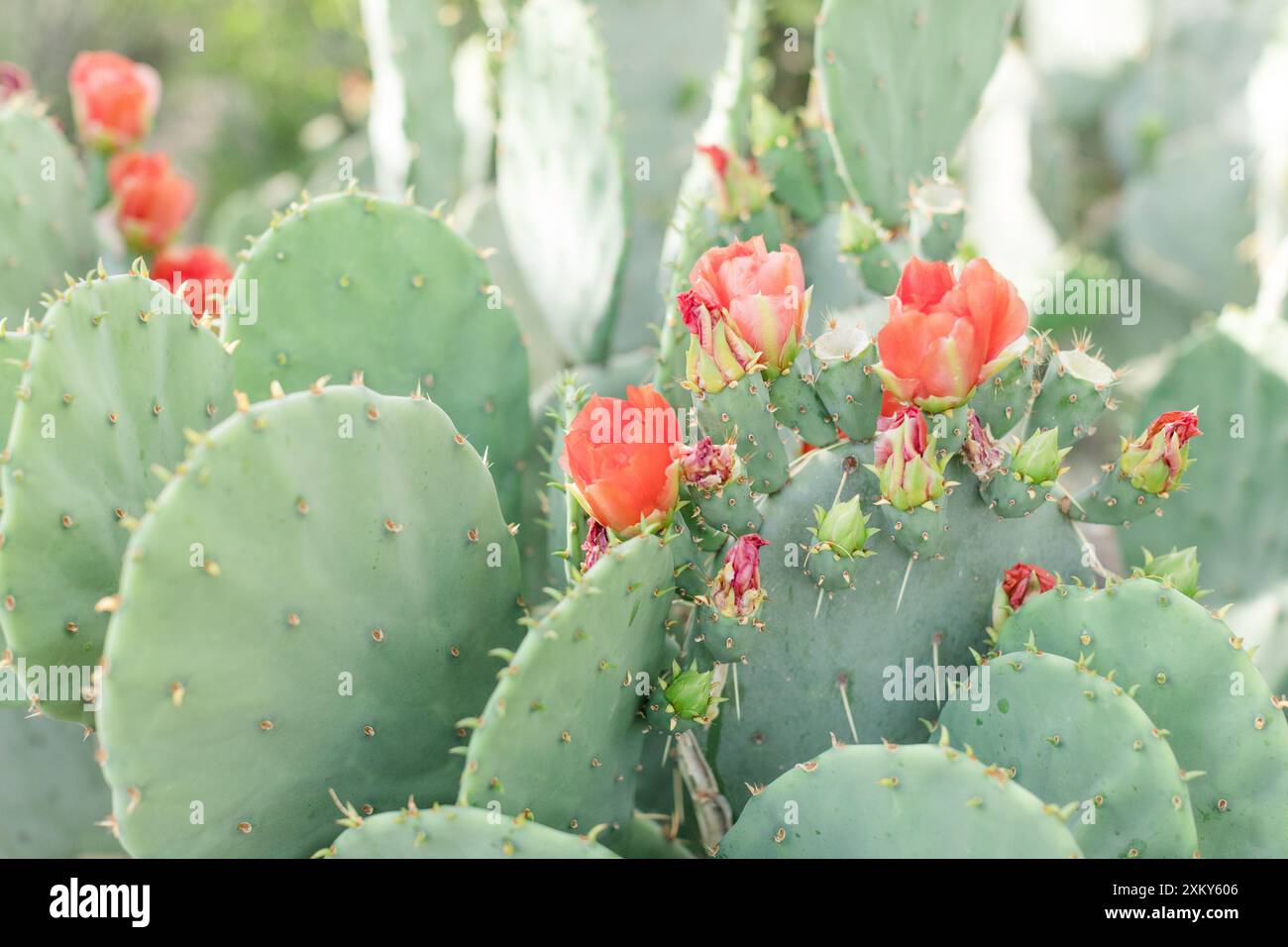 Prickly Pear Cactus in Bloom, Scottsdale, Arizona, USA Stock Photo - Alamy