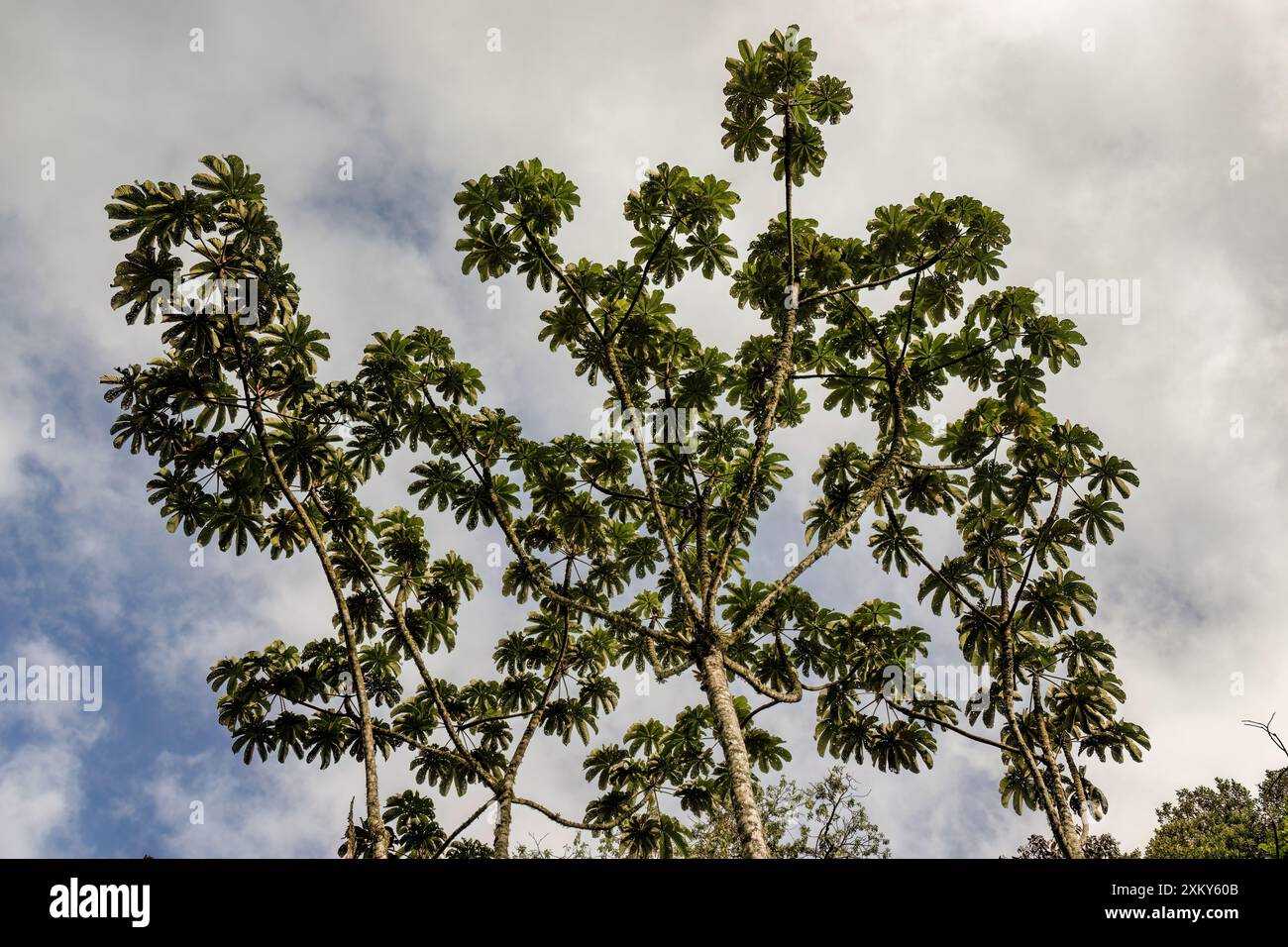 View of the canopy of a Cecropia peltata tree canopy against a cloudy ...