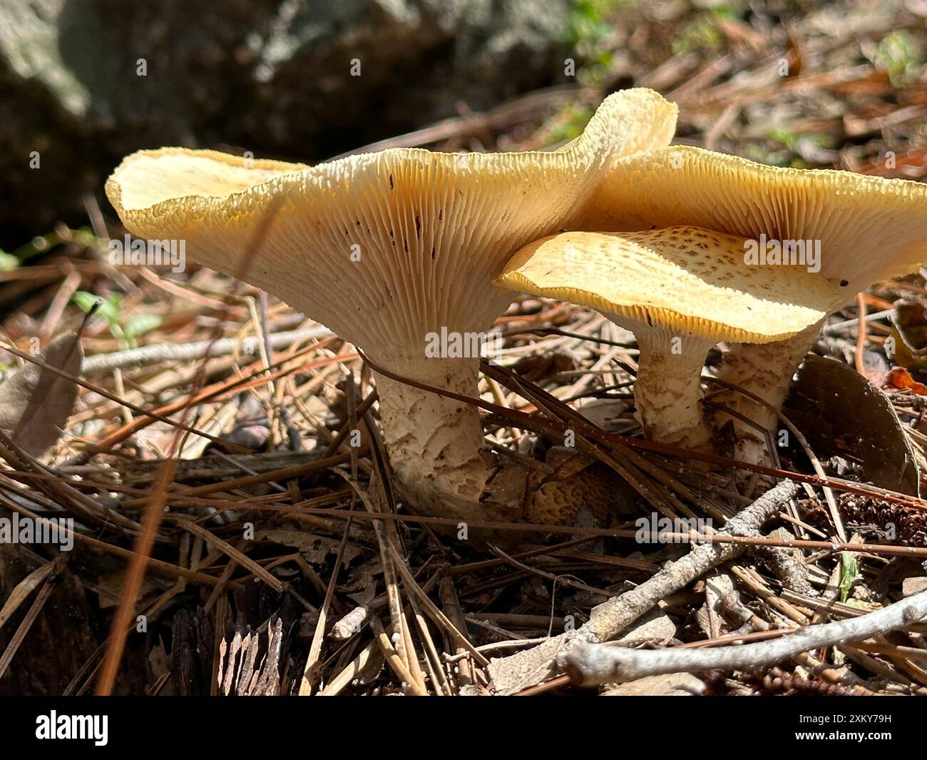 Tigrinus mushroom hi-res stock photography and images - Alamy