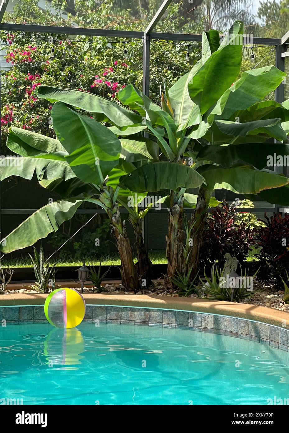 Organic banana trees inside a screened in pool patio, one of which has ...