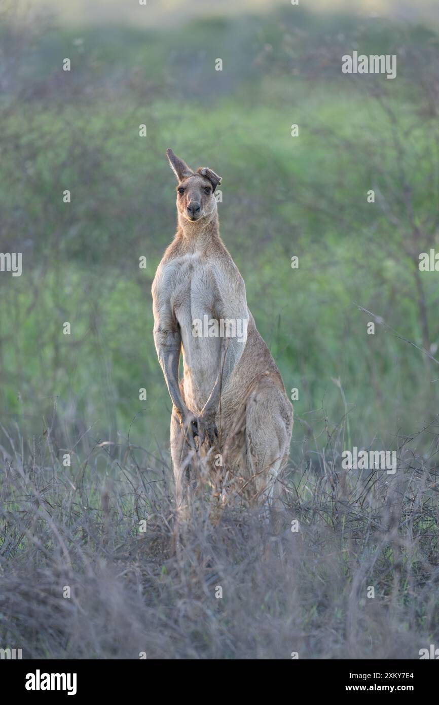 A muscular, battle-scarred, male, Eastern Grey kangaroo stands ...