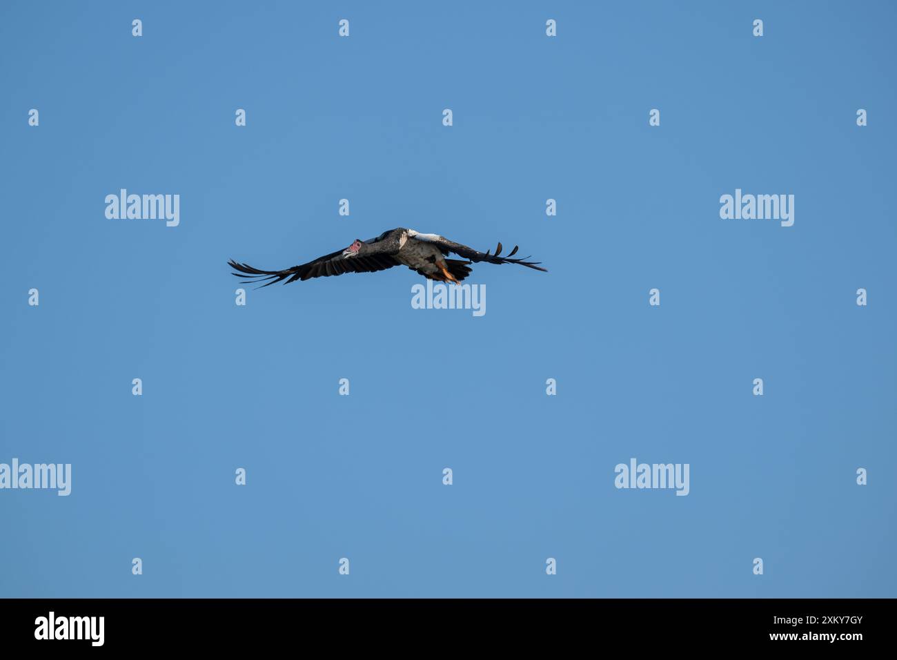 A single magpie geese glides through clear, blue sky looking for a ...