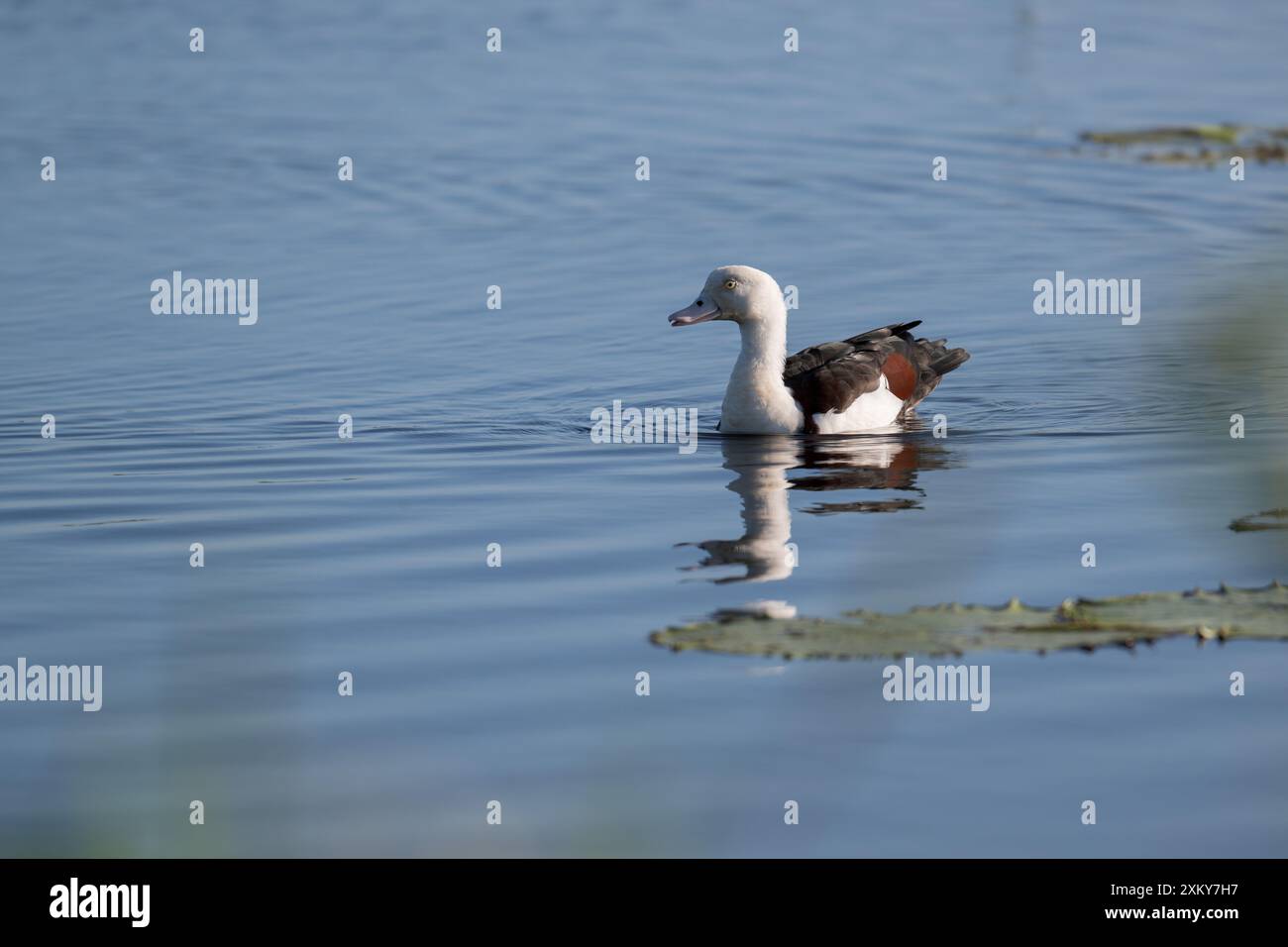 White headed duck swimming hi-res stock photography and images - Alamy