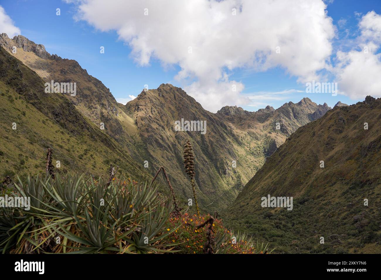 Fauna and Flora of the Inka Trail, Cusco, Peru Stock Photo - Alamy