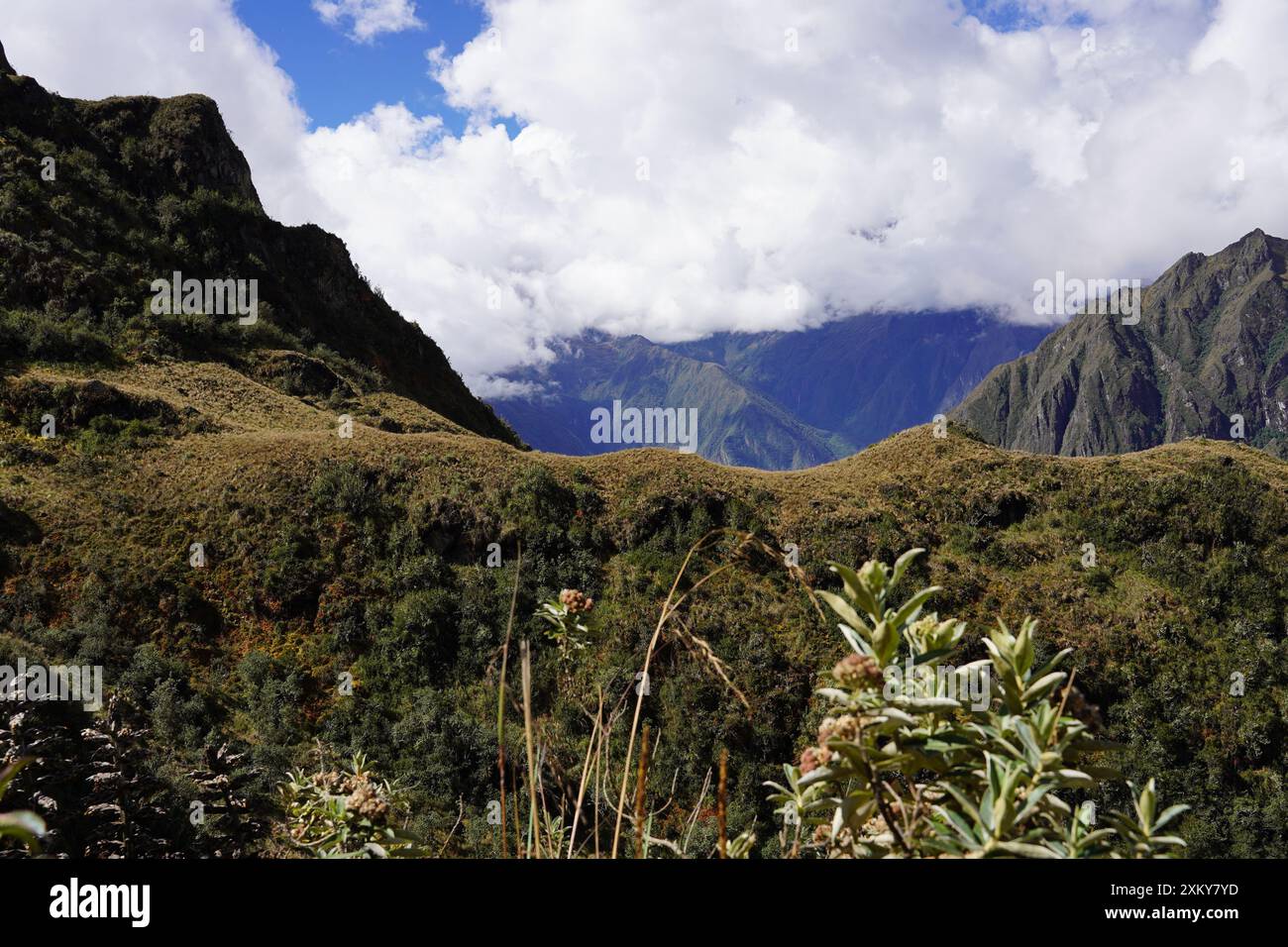 Fauna and Flora on the Inka Trail, Cusco, Peru Stock Photo - Alamy