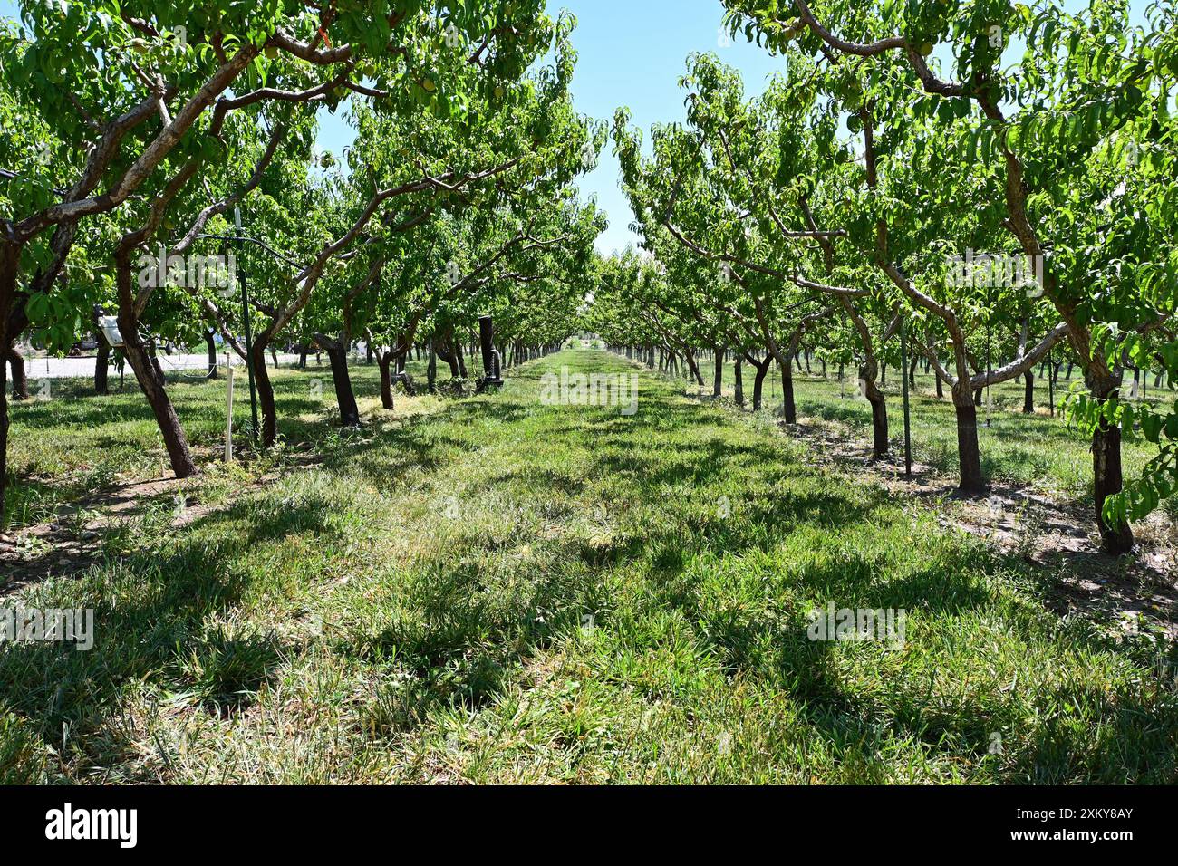 Peach orchard in winery in Palisade, Colorado on clear sunny summer day ...