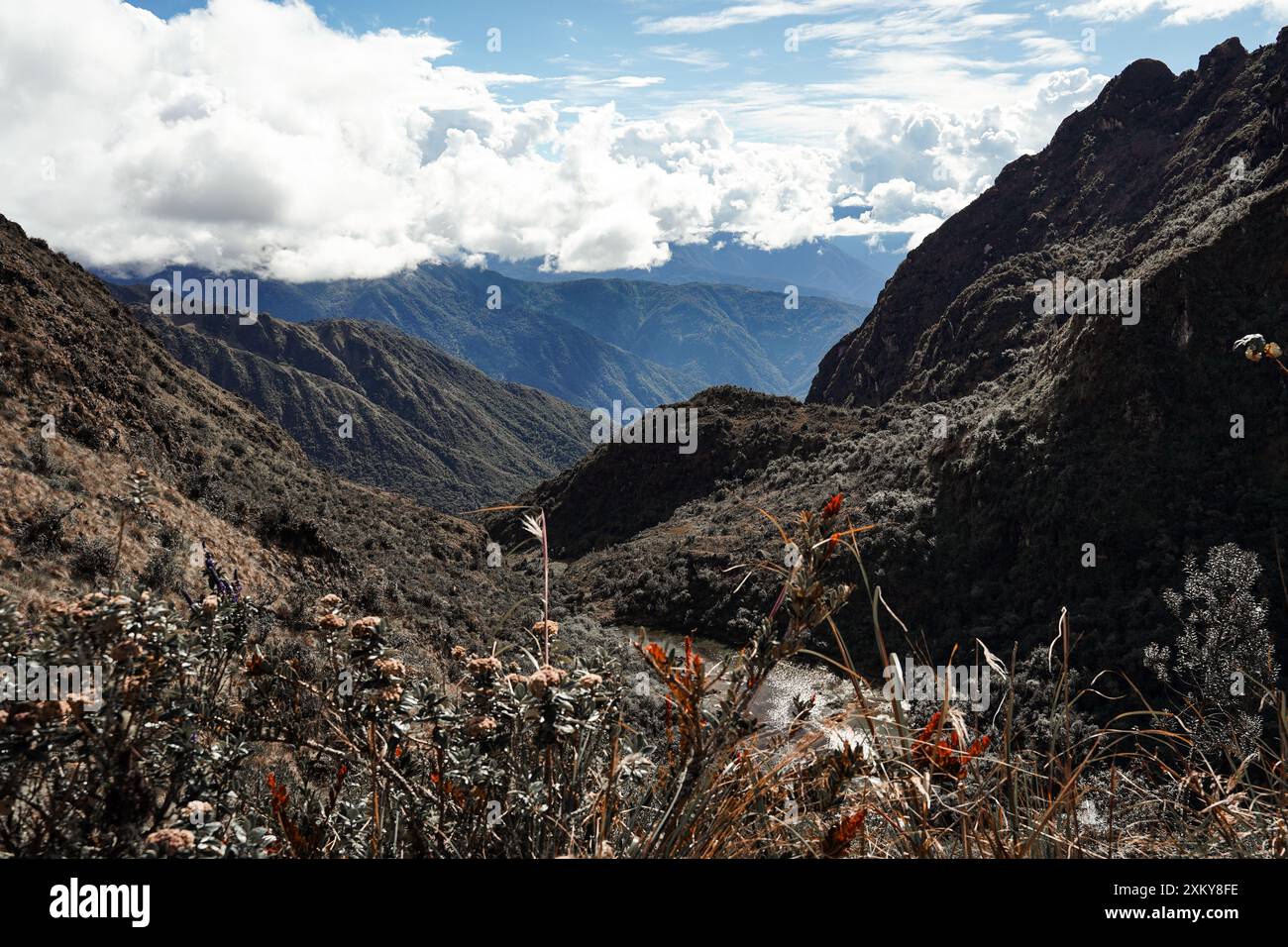 Fauna and Flora on the Inka Trail, Cusco, Peru Stock Photo - Alamy