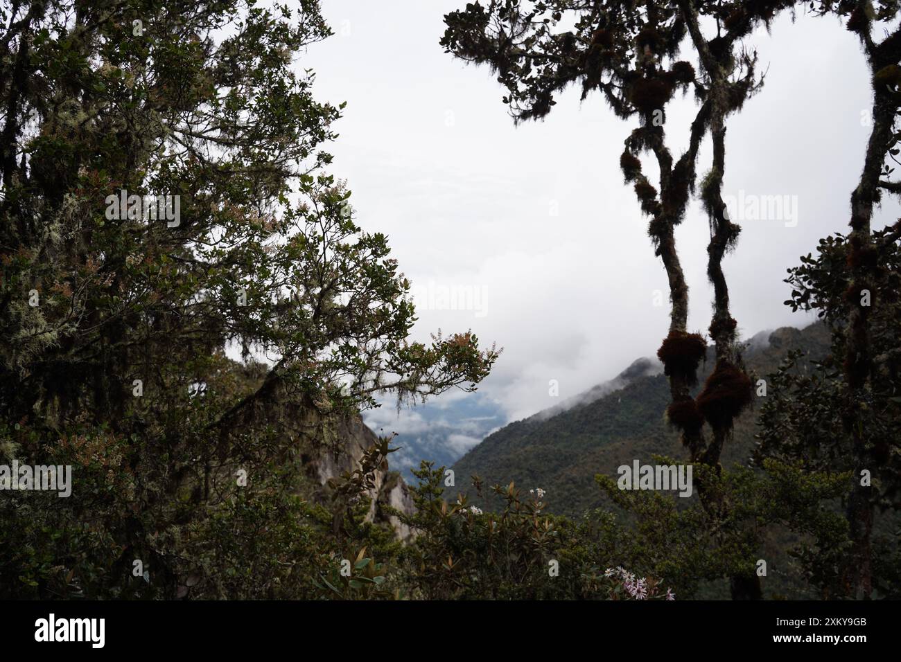 Fauna and Flora on Inka Trail, Cusco, Peru Stock Photo - Alamy