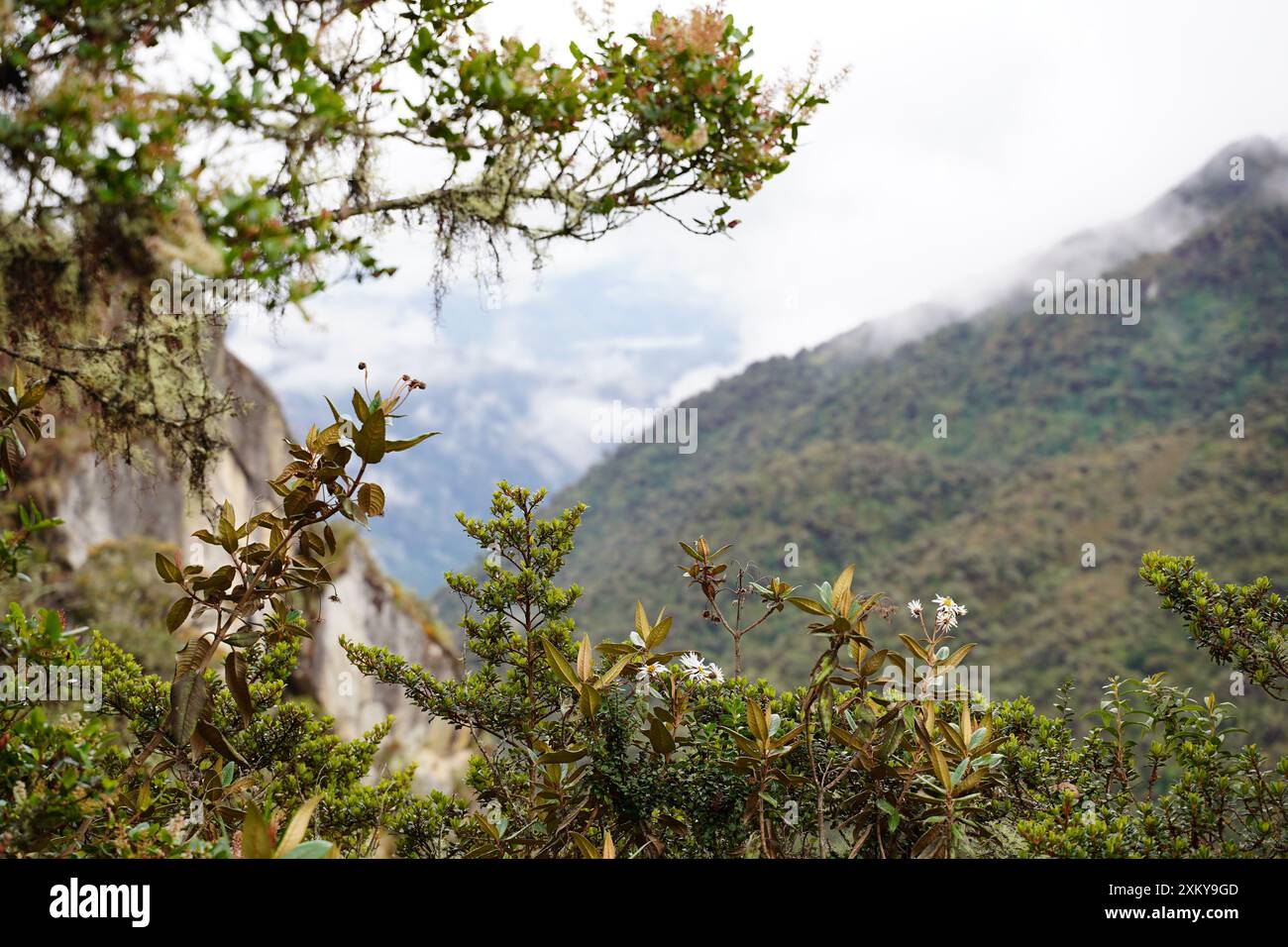 Fauna and Flora on Inka Trail, Cusco, Peru Stock Photo - Alamy