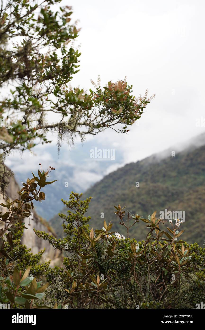 Fauna and Flora on Inka Trail, Cusco, Peru Stock Photo - Alamy
