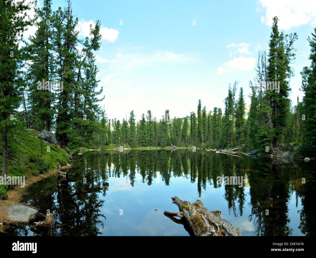 Reflection of tall cedars in the calm surface of a beautiful taiga lake ...