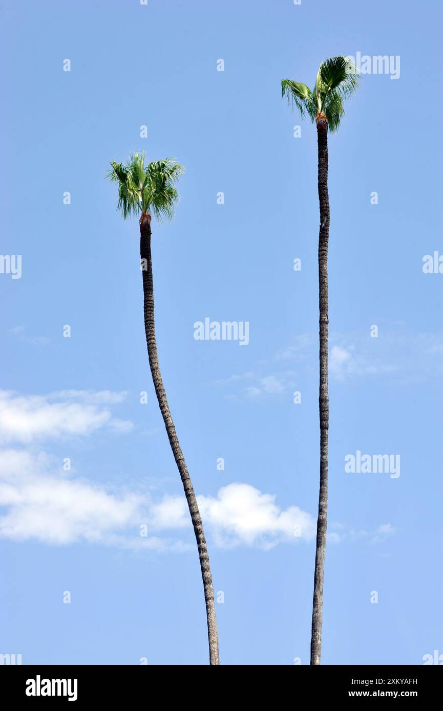 Arcadia california palm hi-res stock photography and images - Alamy