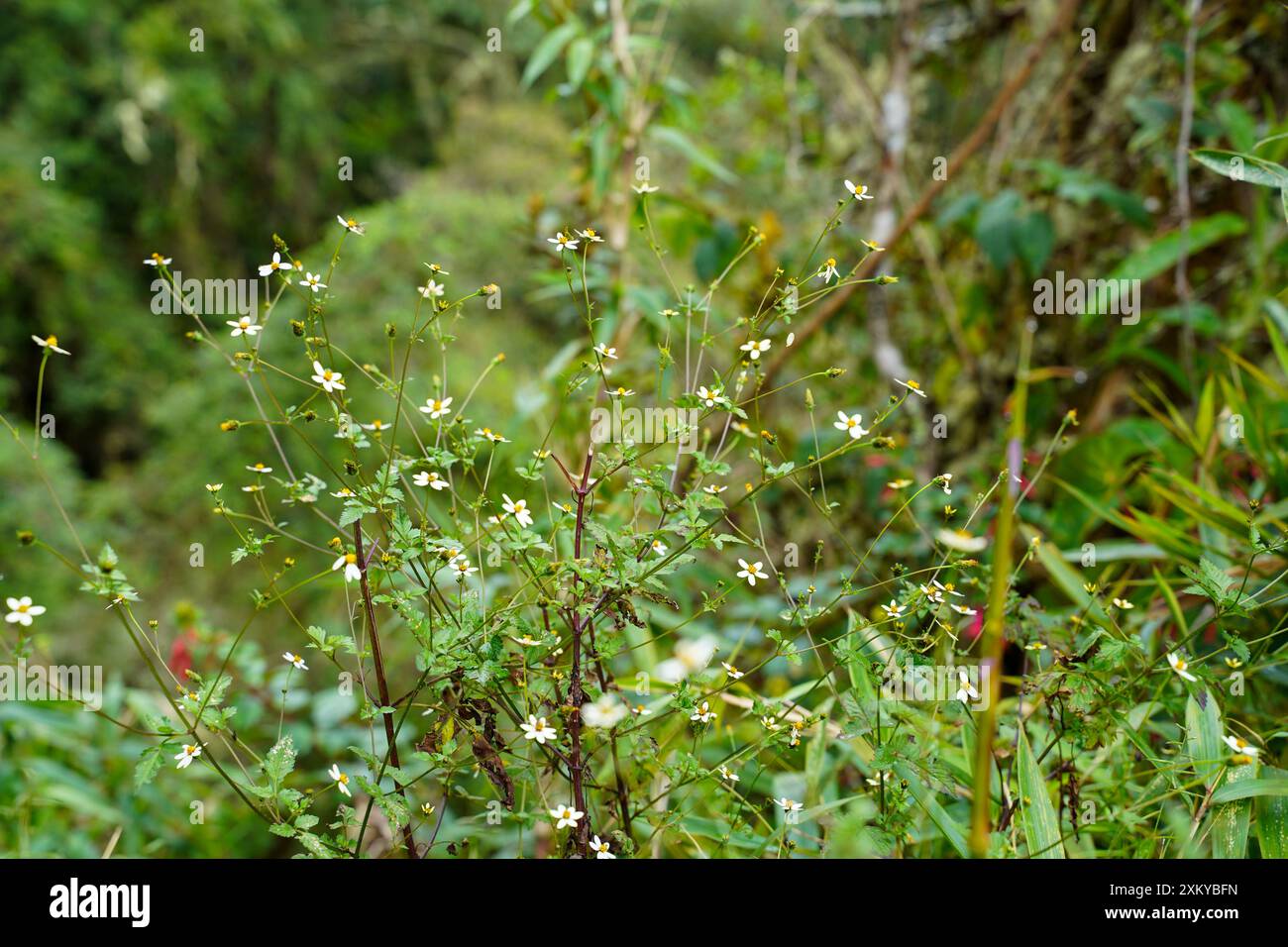 Spanish needle hi-res stock photography and images - Alamy