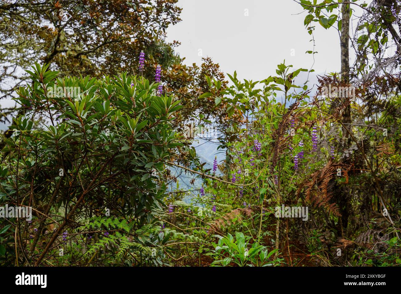 Fauna and Flora on the Inka Trail, Cusco, Peru Stock Photo - Alamy