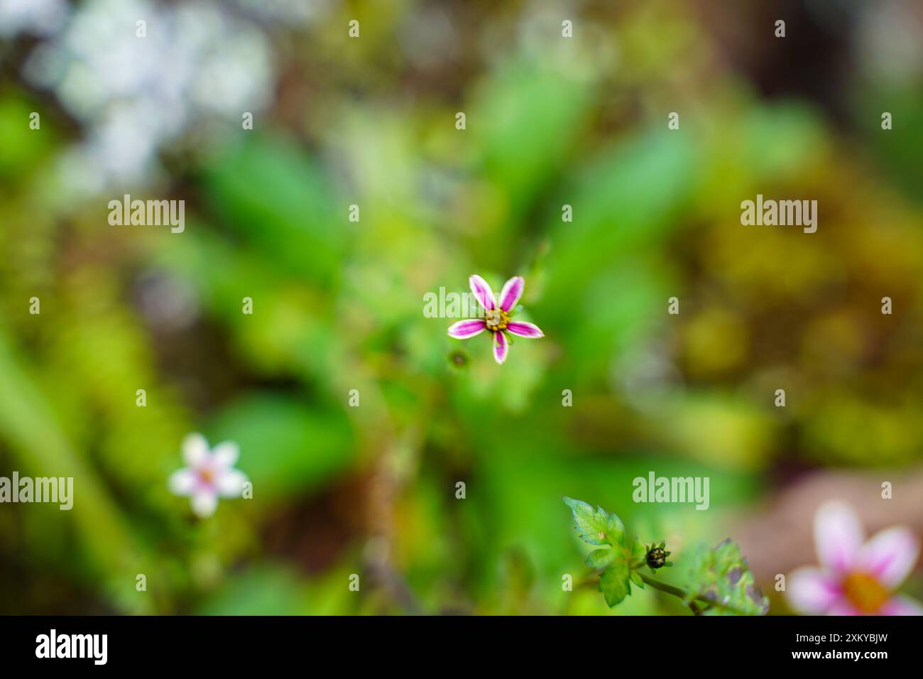 Spanish Needles or Bidens alba Flower, Inka Trail, Cusco, Peru Stock ...