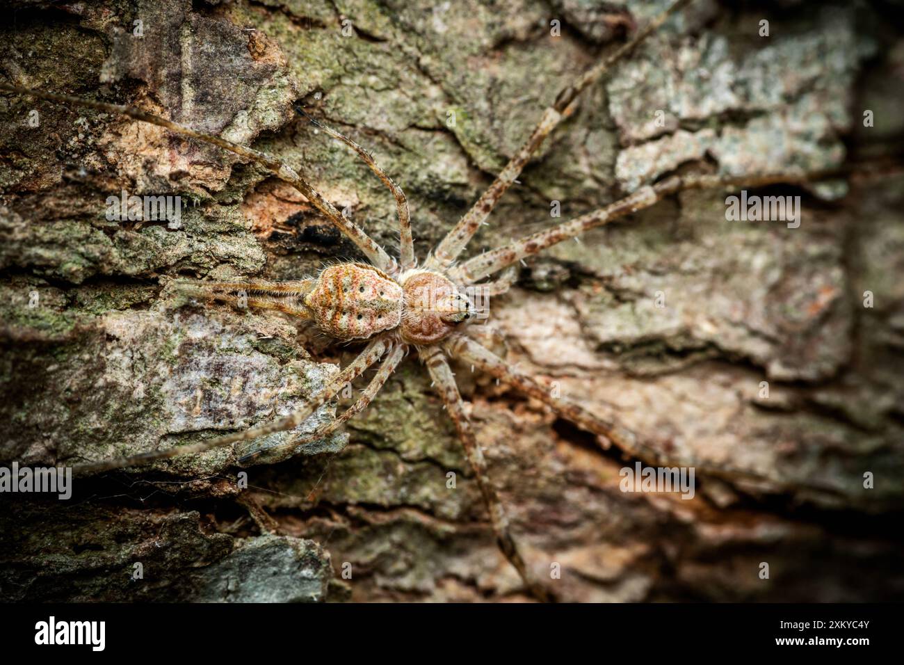 Brown recluse spiders hi-res stock photography and images - Alamy