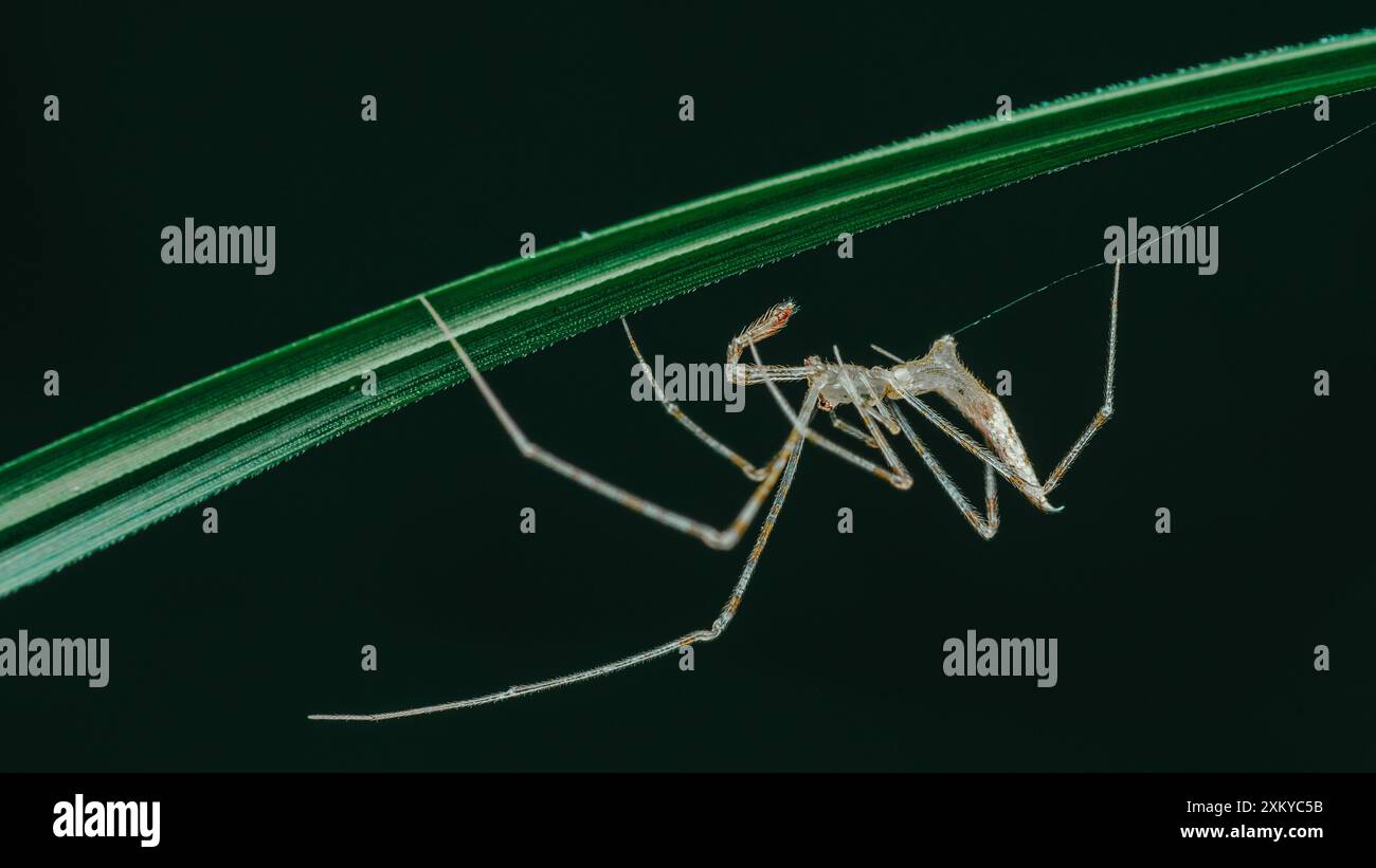 Long legged sac spider, Comb-footed spider, Rhomphaea sp. is hanging ...