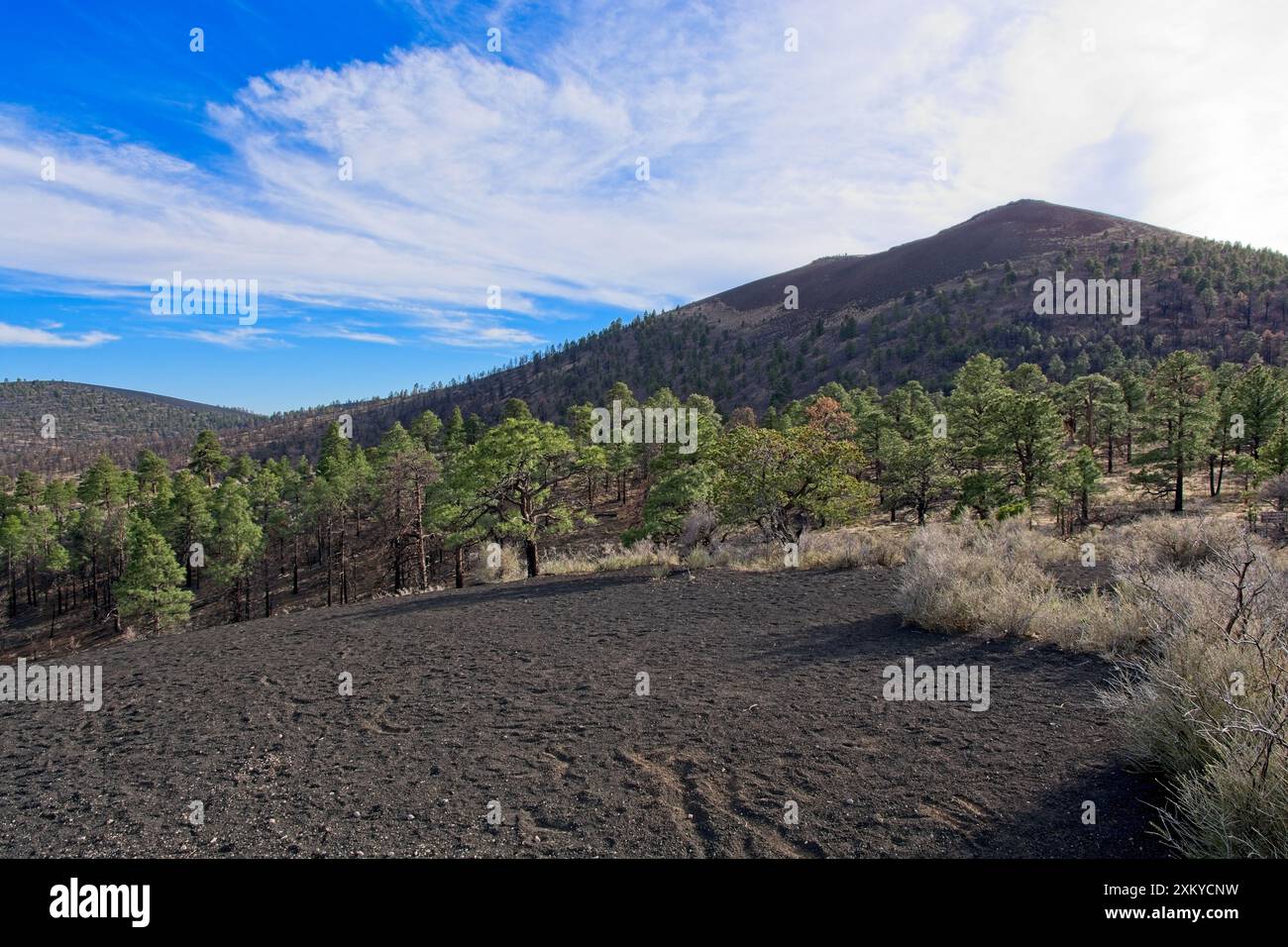 Ponderosa pines covered black lava deposit slopes of Sunset Crater ...