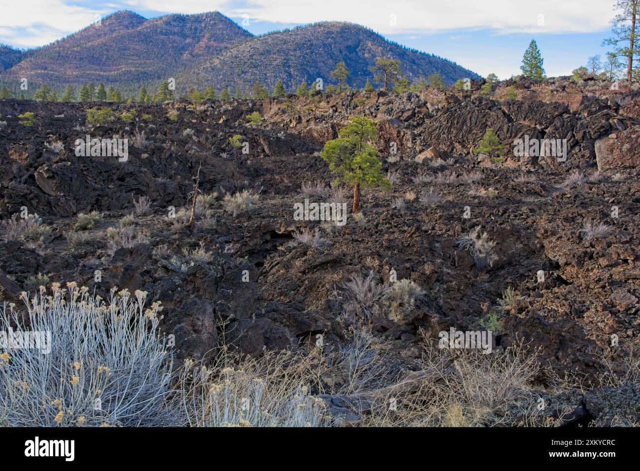 Solitary tree thrives at edge of 900 year old Bonito Lava Flow from ...