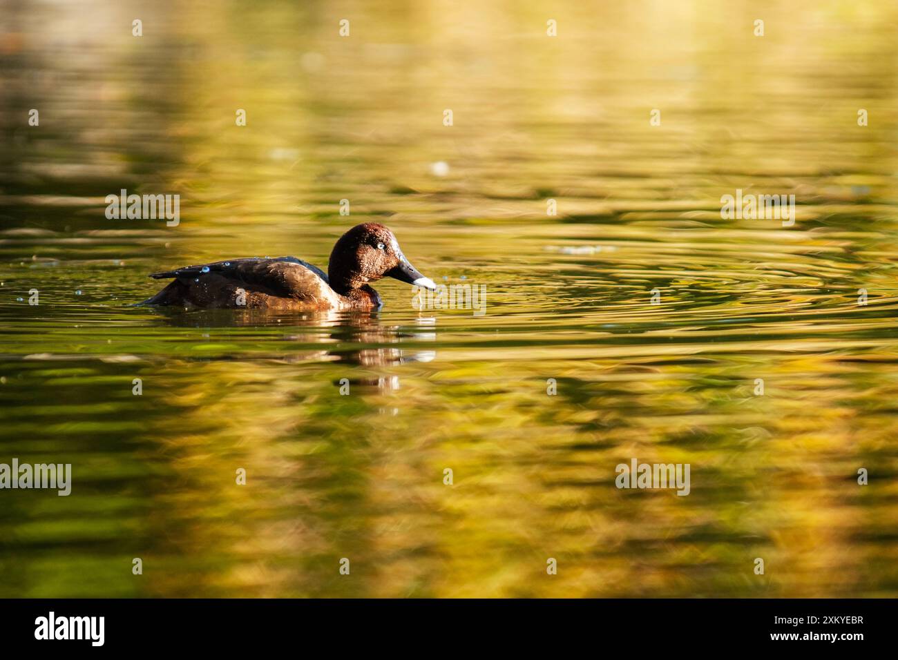 Australian diving birds hi-res stock photography and images - Alamy
