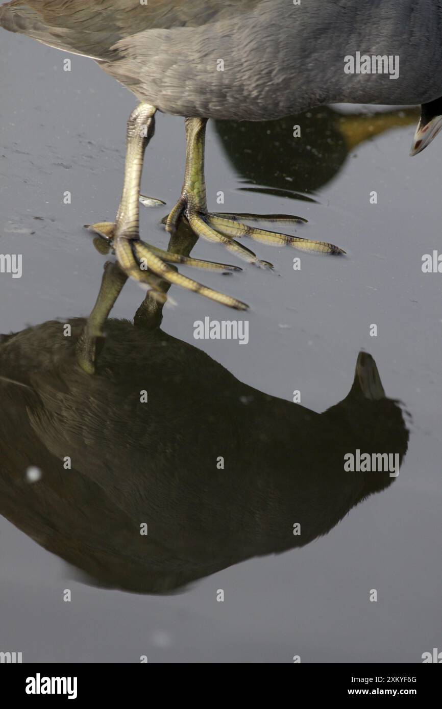 An American Coot duck looks at its reflection in the ice Stock Photo ...