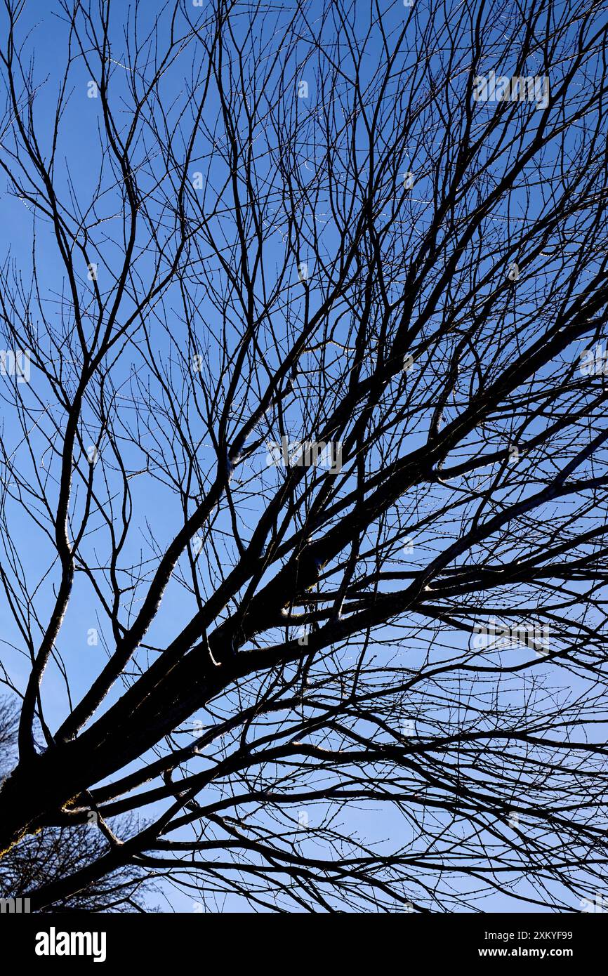 Tree limbs with ice against a blue sky Stock Photo - Alamy
