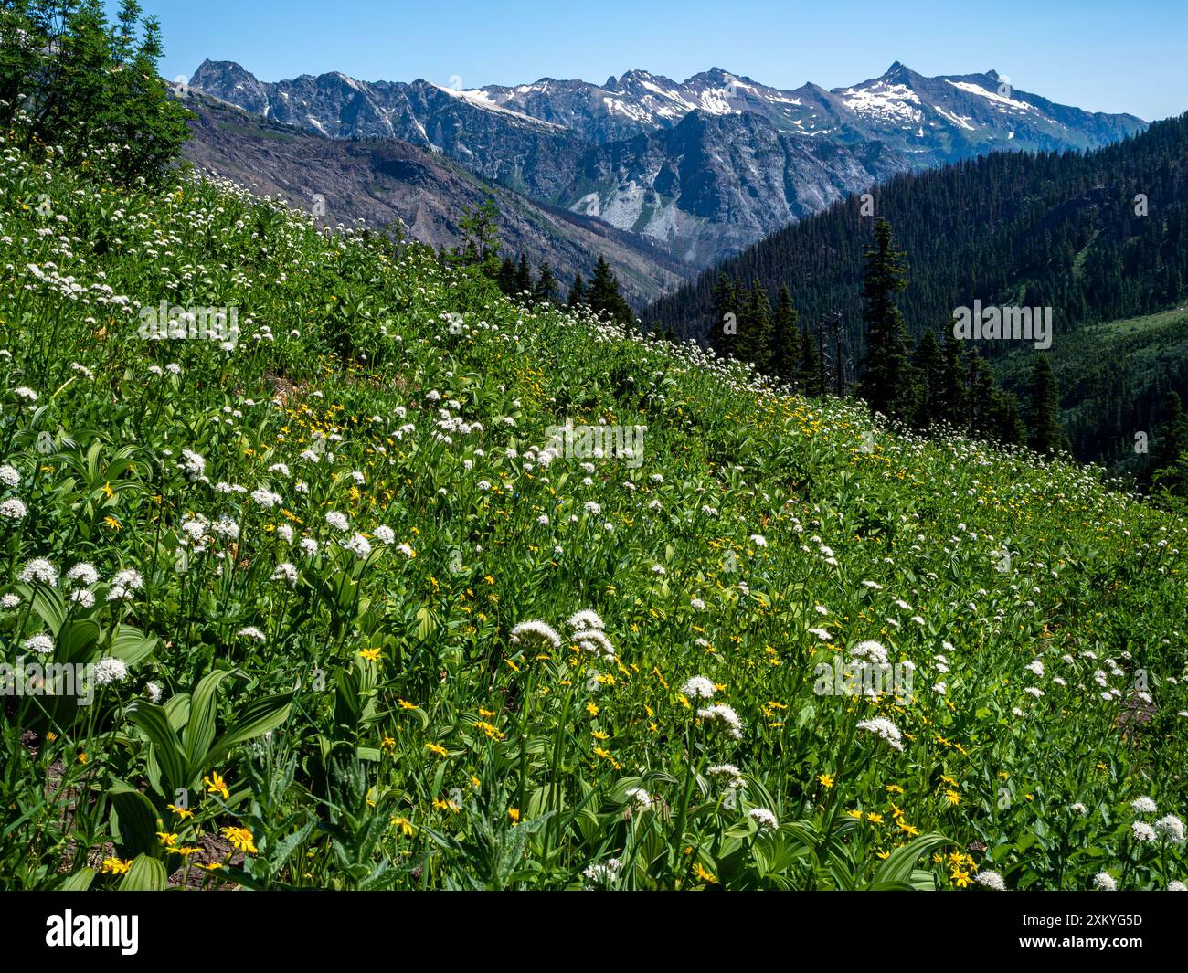 WA25530-00...WASHINGTON - Colorful meadow along the PCT north of Indian ...